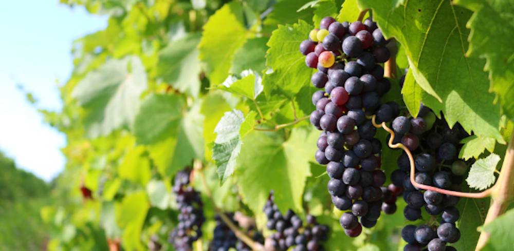 Grape harvest in Niagara has begun - Wines In Niagara