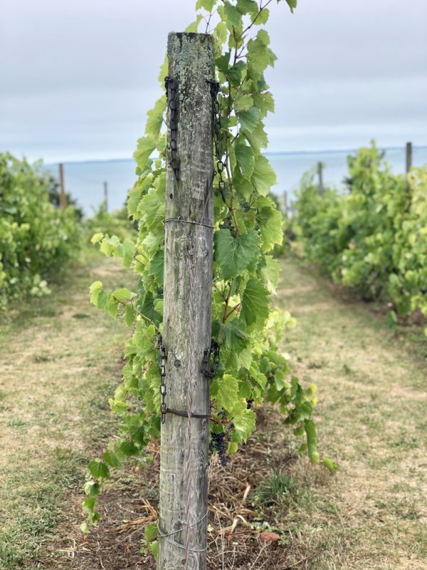 Doing The County in a pandemic - Wines In Niagara