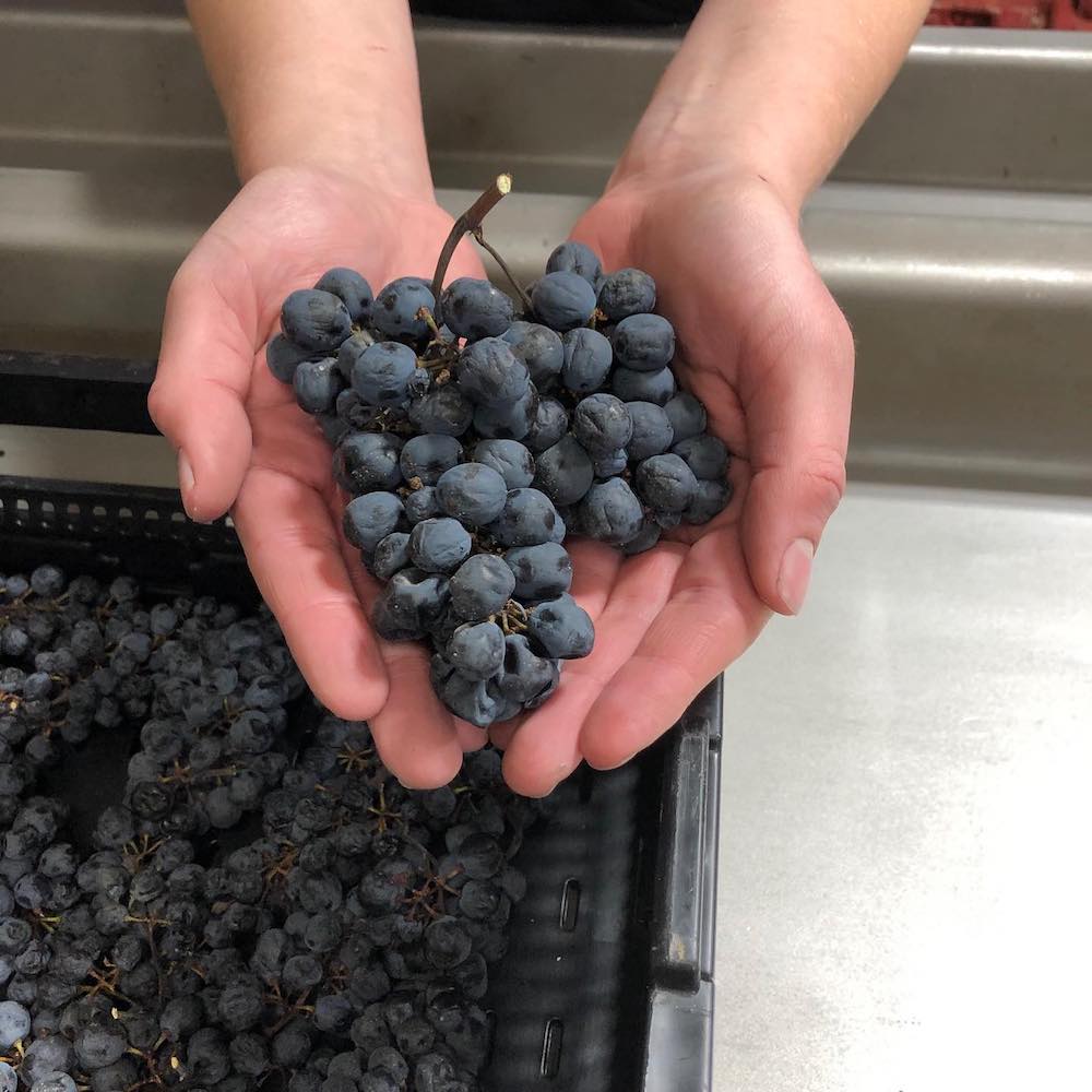 agrapesForeign - Wines In Niagara