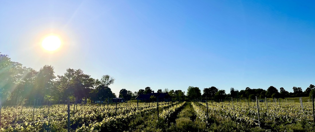 The County's Redtail Vineyards aiming high - Wines In Niagara