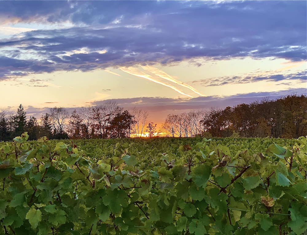 avinelandsturban - Wines In Niagara