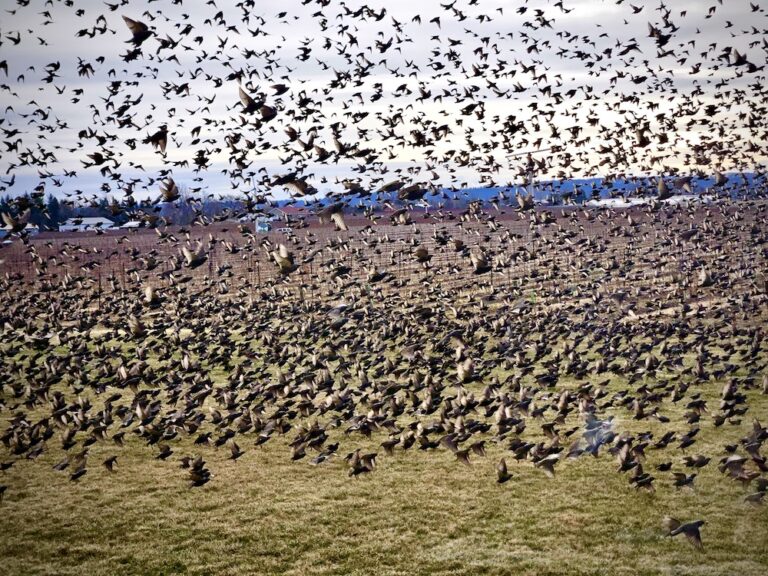 Historic Elgin County Skye Chase winery getting ready for big reveal ...