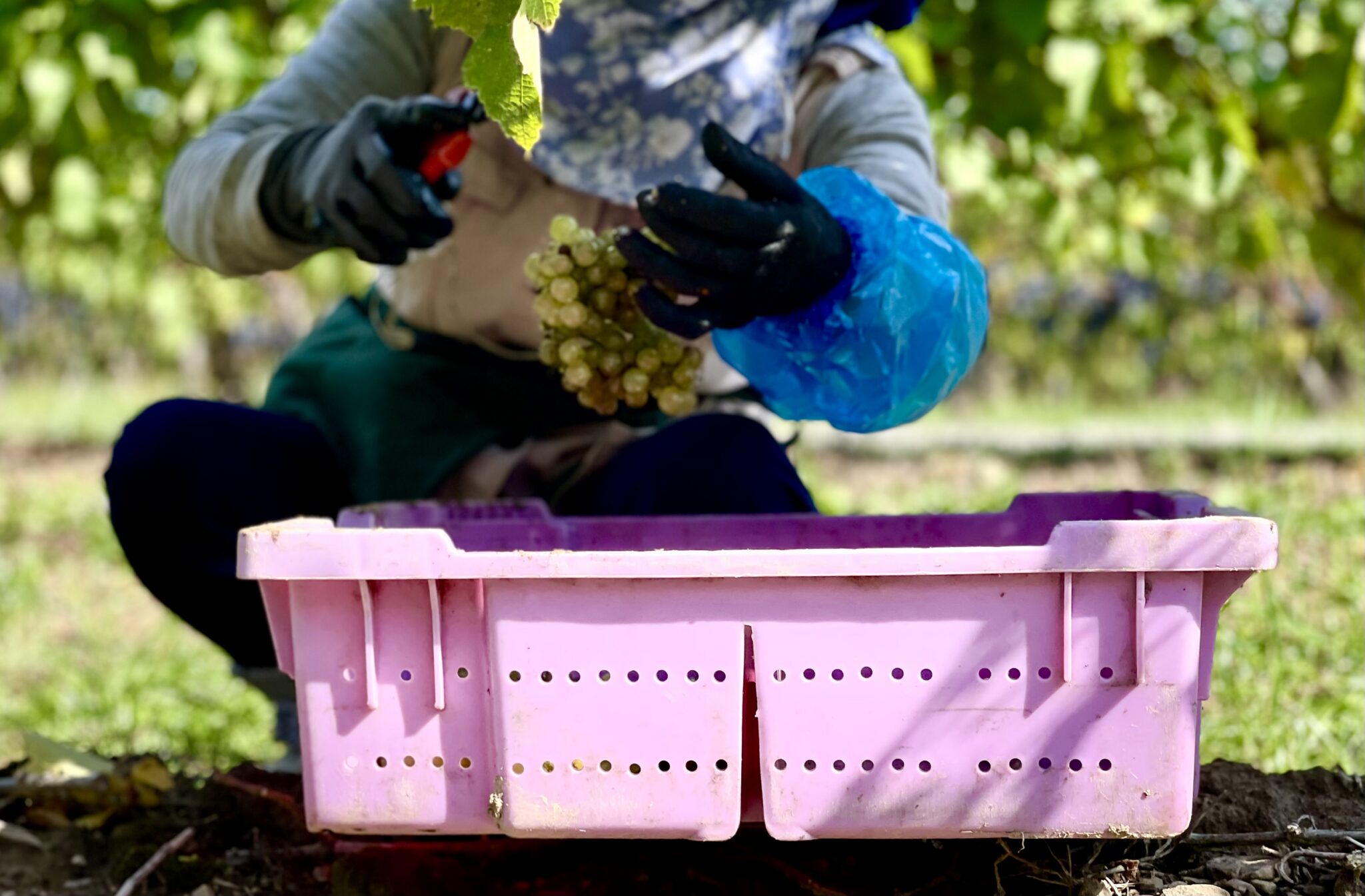 Banner 2025 vintage unfolding across Niagara Peninsula - Wines In Niagara